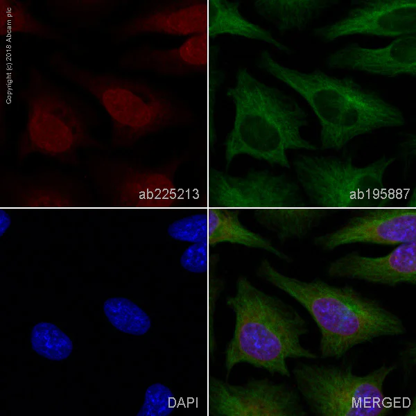 Alexa Fluor® 647 Anti-PIN4 antibody [EPR10033] (ab225213) | Abcam