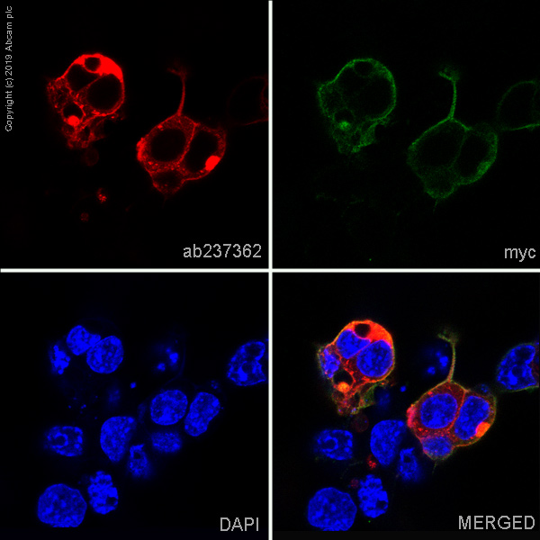 Anti-RAGE Alexa Fluor® 647 antibody [EPR21171] (ab237362) IgG | Abcam