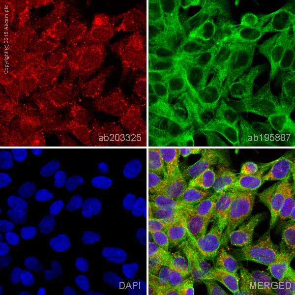 Alexa Fluor® 647 Anti-Rho 抗体 [Y486] (ab203325) | Abcam