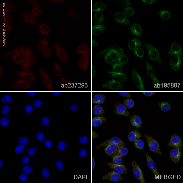 Anti-RIP Alexa Fluor® 647 antibody [EPR19697] (ab237295) IgG | Abcam