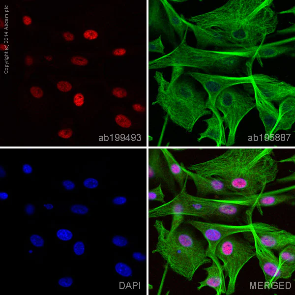 Alexa Fluor® 647 Anti-RUNX1 / AML1 + RUNX3 + RUNX2 antibody [EPR3099] (ab199493)