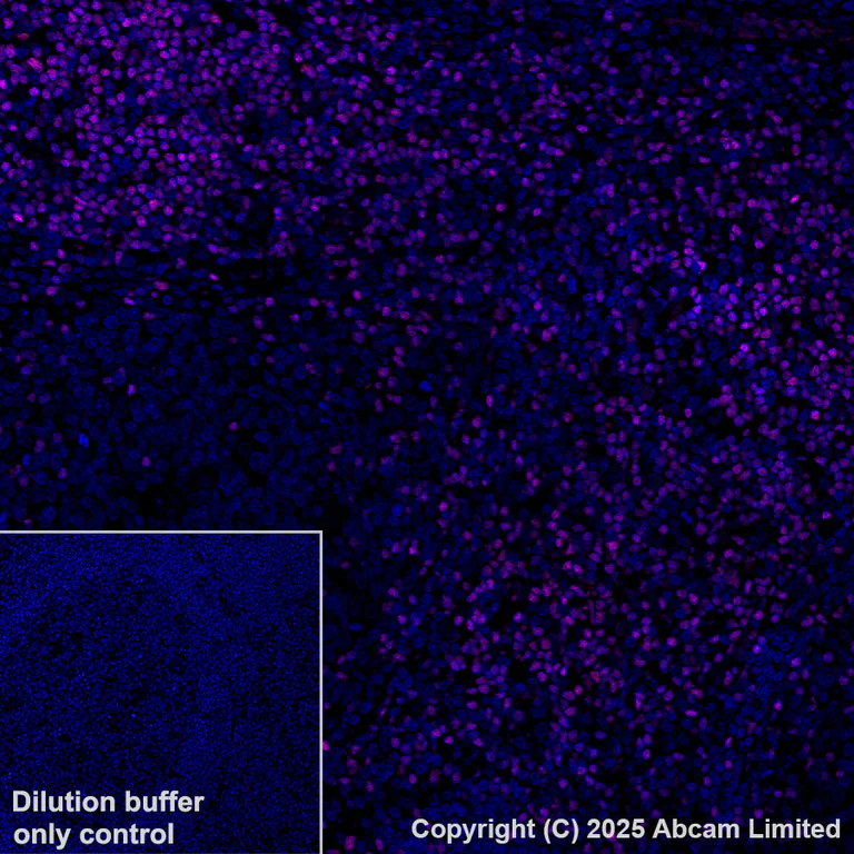 Alexa Fluor® 647 Anti-TCF7 antibody [EPR28579-5] (ab323657) | Abcam