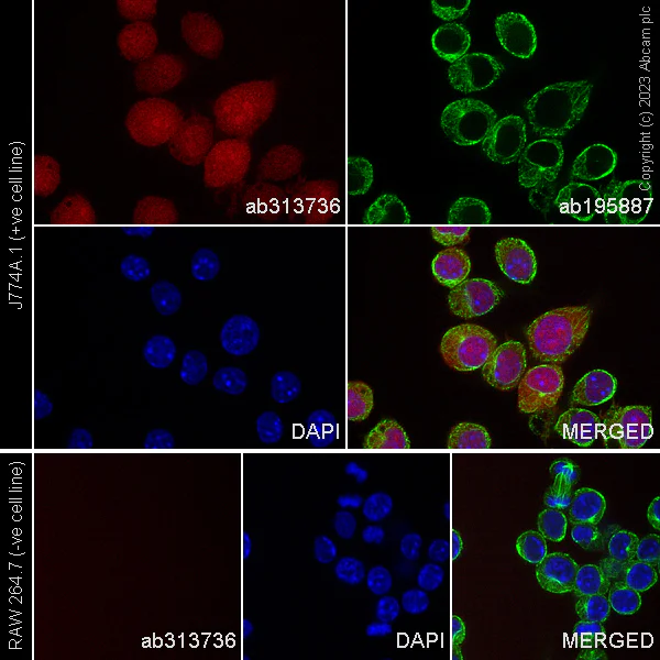 Alexa Fluor® 647 Anti-TMS1/ASC antibody [EPR28201-61] (ab313736) | Abcam