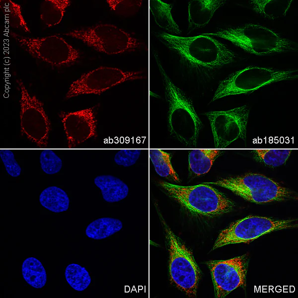 Alexa Fluor® 647 Anti-TOMM20 antibody [EPR15581-39] - Rat IgG2a ...