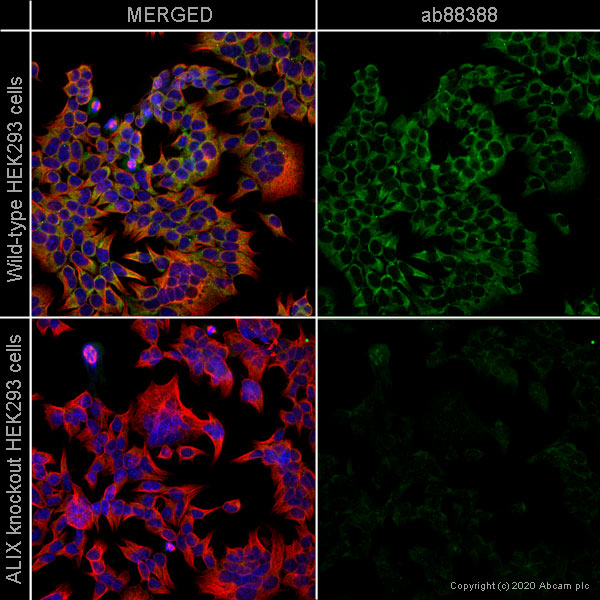 Anti-ALIX antibody (ab88388) | Abcam