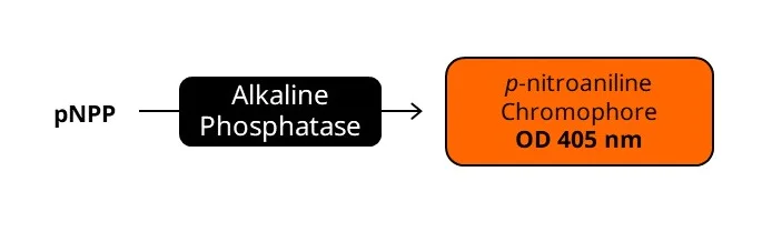 Alkaline Phosphatase Assay Kit (Colorimetric) / pNPP assay (ab83369 ...
