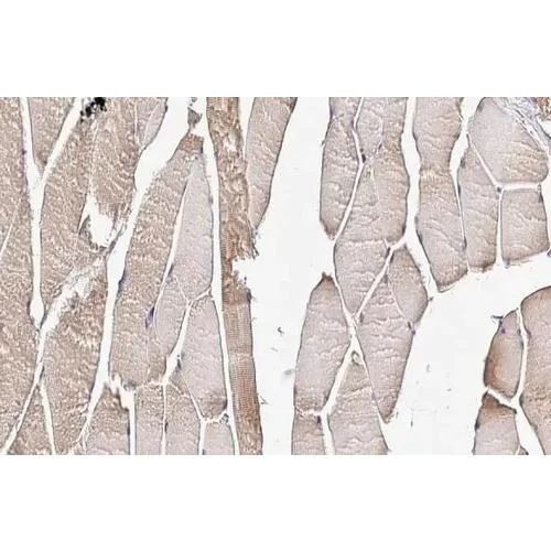 Anti-ALP / PDLIM3 antibody [HL2075] (ab317130) | Abcam