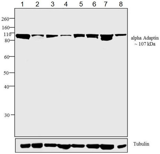 Anti-alpha Adaptin antibody [AC1-M11] (ab2807) | Abcam