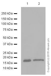 Anti-alpha + beta Synuclein antibody [EP1646Y] (ab51252) | Abcam