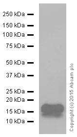 Anti-alpha + beta Synuclein antibody [EP1646Y] (ab51252) | Abcam