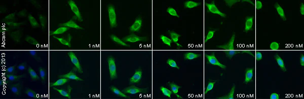 alpha-MSH (alpha-Melanocyte-stimulating hormone), Endogenous ...