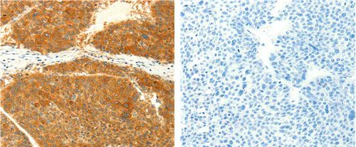 Anti-Alpha SNAP antibody (ab182781) | Abcam