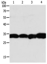 Anti-Alpha SNAP antibody (ab182781) | Abcam