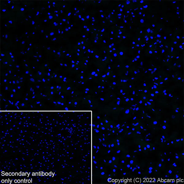 Anti-Ankyrin-B antibody [EPR26550-85] - BSA and Azide free (ab307415 ...