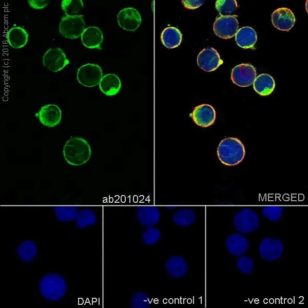 Annexin-6/ANXA6抗体[EPR19536] (ab201024)| Abcam中文官网