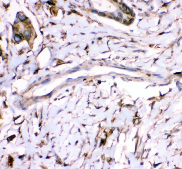 Annexin A3/ANXA3抗体 (ab127924)| Abcam中文官网