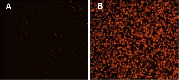 Annexin V-iFluor 555 Apoptosis Staining / Detection试剂 (ab219905)| Abcam中文官网