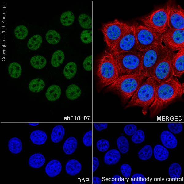 Anti-AP2 gamma/TFAP2C antibody [EPR20331] (ab218107) | Abcam