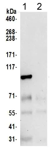 AP2B1抗体 (ab205014)| Abcam中文官网