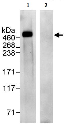 Anti-APC antibody (ab245442) | Abcam