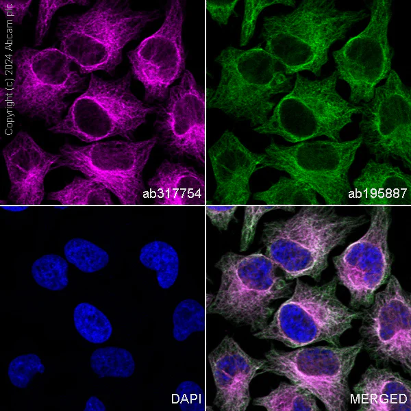 Anti-beta Tubulin APC antibody [EPR16774] (ab317754) IgG | Abcam