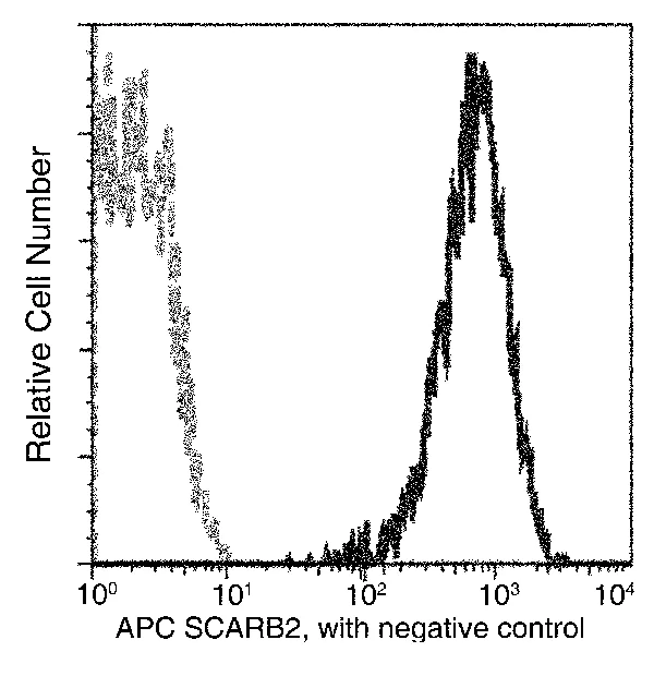 Anti-LIMPII APC antibody [052] (ab275722) Rabbit monoclonal IgG | Abcam