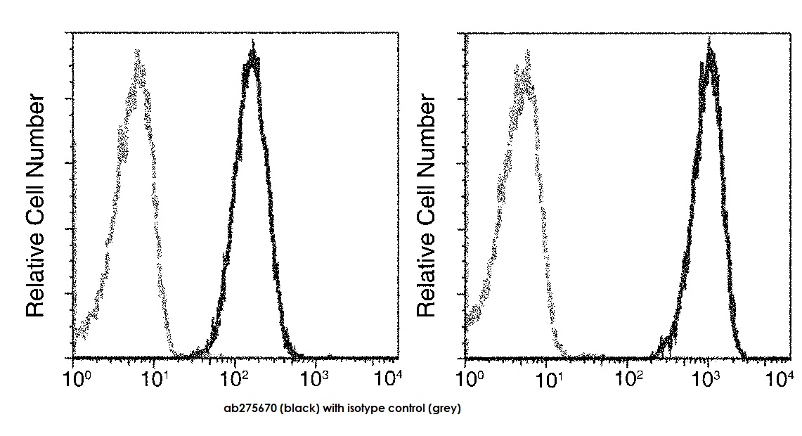 Anti-N Cadherin APC antibody [020] (ab275670) Rabbit monoclonal IgG | Abcam