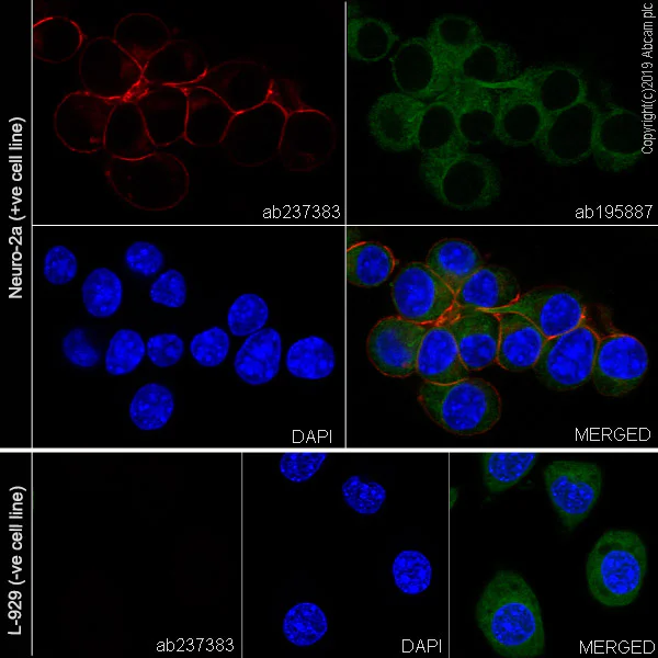 Anti-NCAM1 APC antibody [EPR21827] (ab237383) Rabbit monoclonal IgG | Abcam