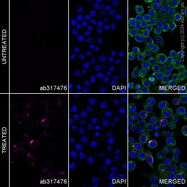 APC Anti-TNF alpha antibody [EPR21753-109] (ab317476) | Abcam