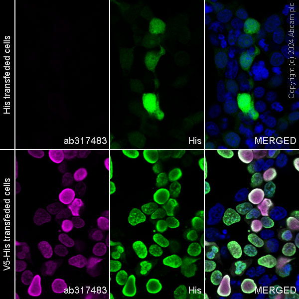 APC Anti-V5 tag antibody [EPR27187-61] (ab317483) | Abcam