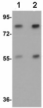 Anti-Apc4 antibody (ab113364) | Abcam