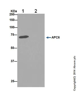 Anti-Apc6 antibody [EPR16889] (ab181567) | Abcam