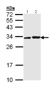 Anti-APIP antibody (ab154258) | Abcam