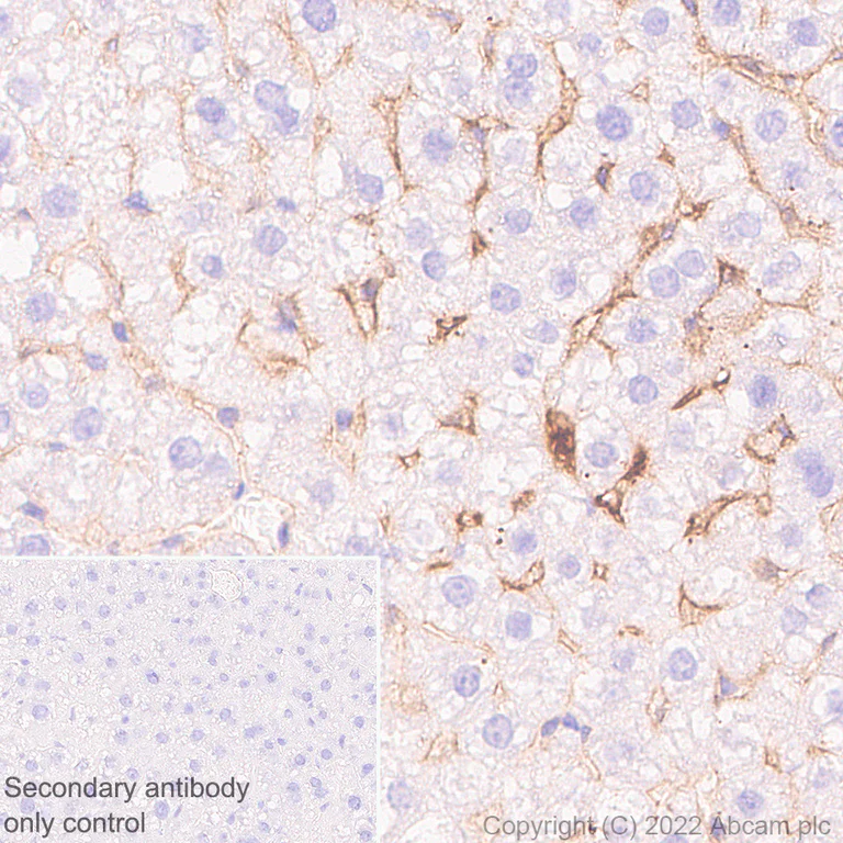 Anti-Apolipoprotein A I antibody [EPR25446-111] (ab307089) | Abcam
