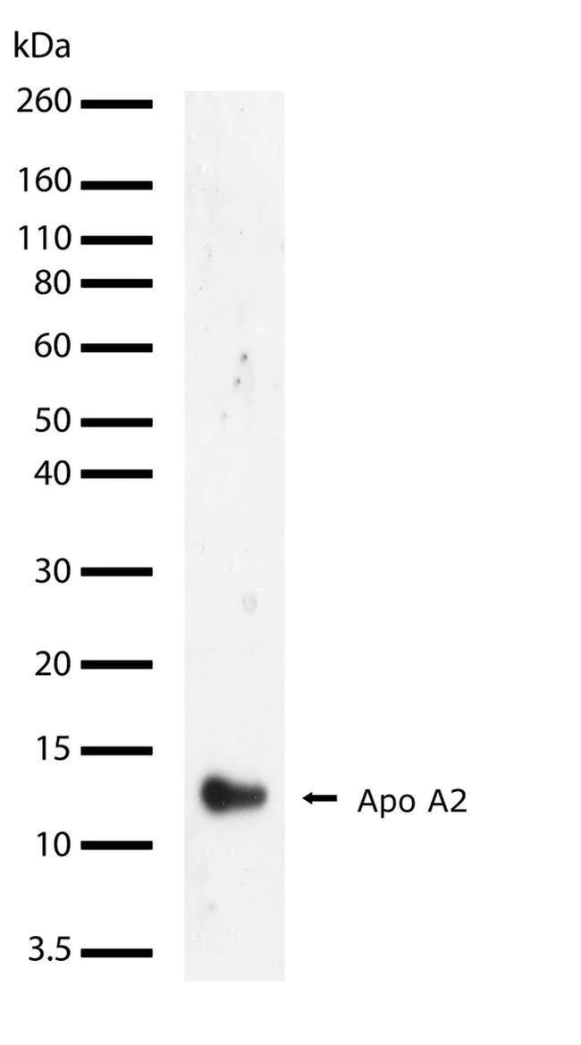 Anti-Apolipoprotein A II/ApoA-II antibody [RP23040060] (ab308111) | Abcam