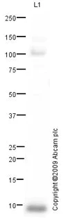 Apolipoprotein CII/ApoC-II抗体 (ab76452)| Abcam中文官网