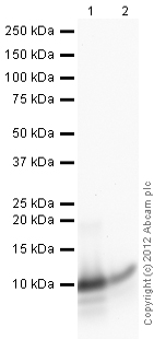 Anti-Apolipoprotein CII/ApoC-II antibody (ab76452) | Abcam