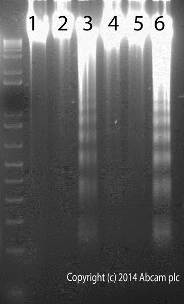 Apoptosis DNA Ladder Assay Kit (ab66090) | Abcam