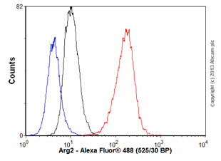 Anti-Arg2 antibody [EPR9473] (ab137069) | Abcam