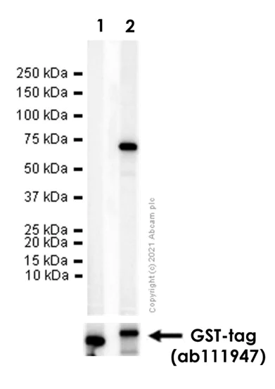 Anti-Arg2 antibody [EPR9473] (ab137069) | Abcam