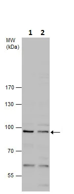 Anti-Argonaute-2 antibody (ab226943) | Abcam