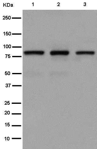 Anti-Argonaute-2 antibody [EPR10411] (ab186733) | Abcam