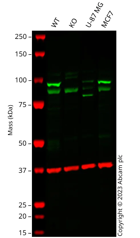 Anti-Argonaute-2 antibody [EPR10411] (ab186733) | Abcam