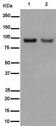 Anti-Argonaute-2 antibody [EPR10411] (ab186733) | Abcam