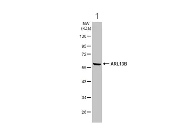 Anti-ARL13B antibody (ab153725) | Abcam