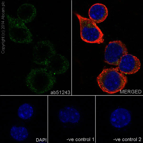 Anti-ARPC5/p16 ARC antibody [EP1551Y] - recombinant (ab51243) | Abcam