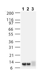 Anti-ASC2/ASCI antibody (ab47092) | Abcam