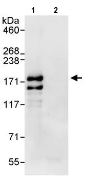 Anti-Astrin/Deepest antibody (ab241581) | Abcam