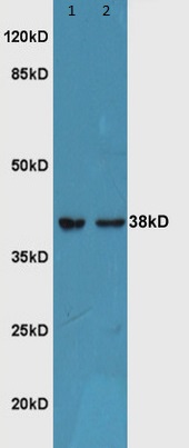 Anti-ATF-4 antibody (ab216839) | Abcam