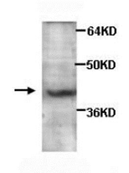 Anti-ATF-4 antibody (ab85049) | Abcam